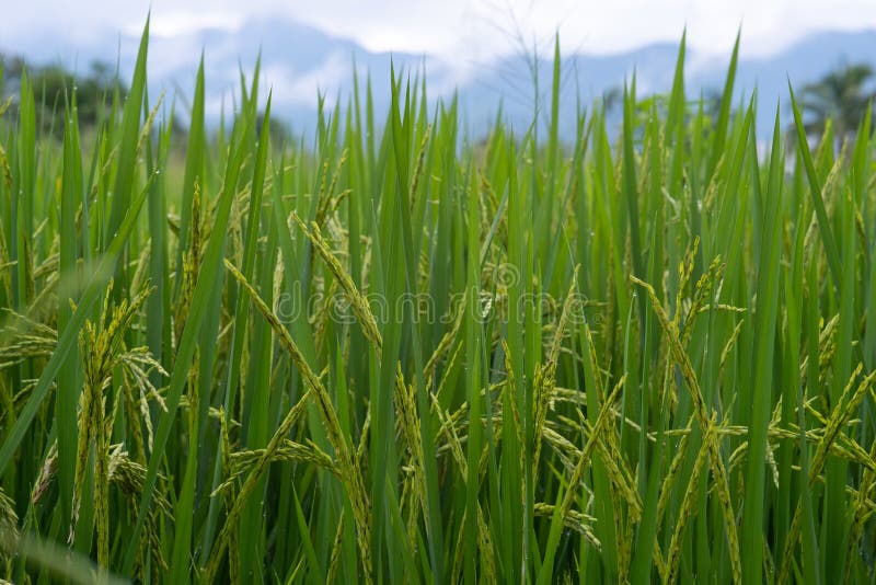 Green Ear of Rice in Paddy Rice Field Under Rain Cloudy Sky Stock Image ...