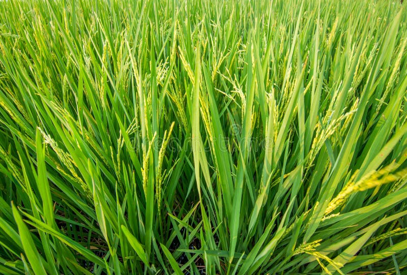 Green Ear of Rice in Paddy Rice Field Stock Image - Image of grow ...