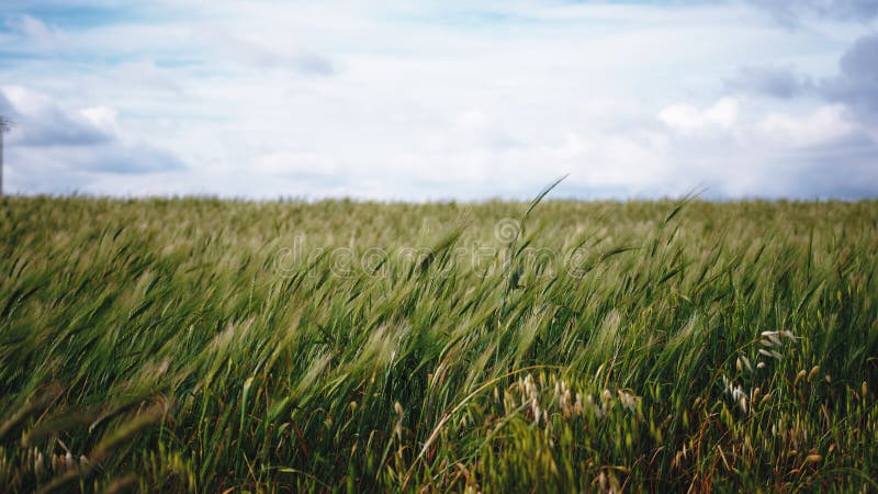 Green Ears of Corn Blowing in the Wind Stock Image - Image of harvest ...