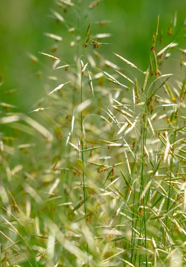 Green Ears of Corn on the Grass in Nature. Stock Image - Image of rural ...