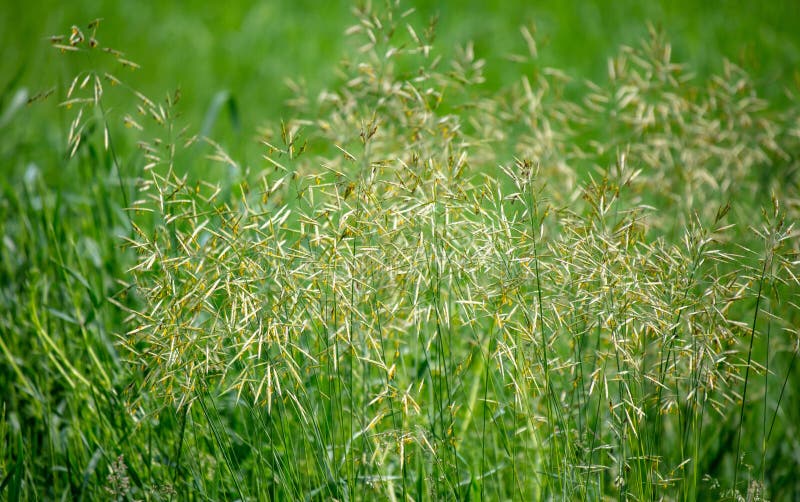 Green Ears of Corn on the Grass in Nature. Stock Image - Image of stem ...