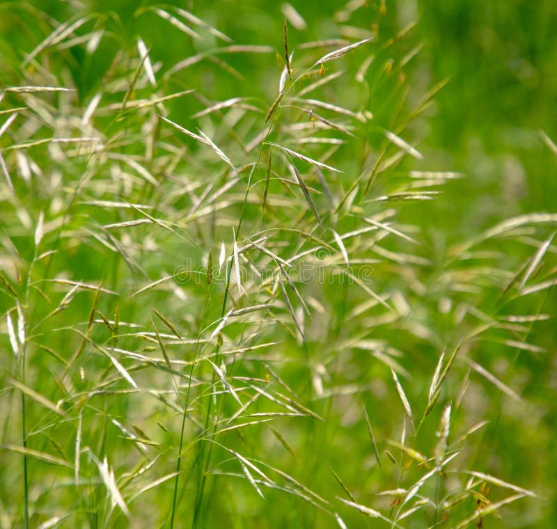 Green Ears of Corn on the Grass in Nature. Stock Image - Image of ...