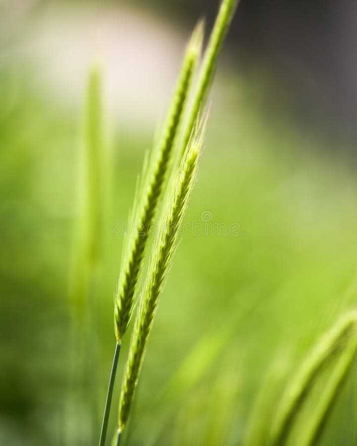 Corn grass stock image. Image of flower, green, corn - 187407205