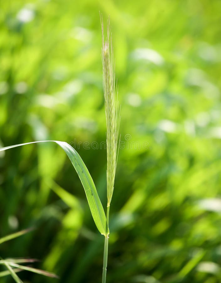 Green Ears of Corn on the Grass on the Nature Stock Photo - Image of ...