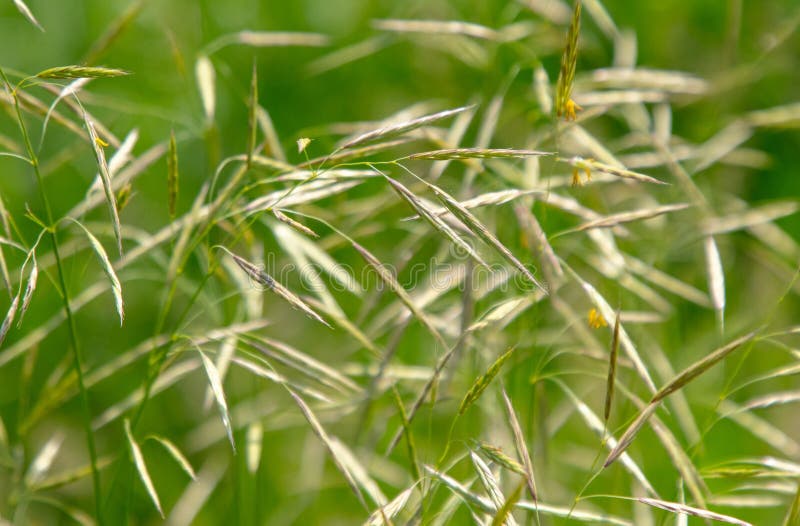Green Ears of Corn on the Grass in Nature. Stock Image - Image of ...