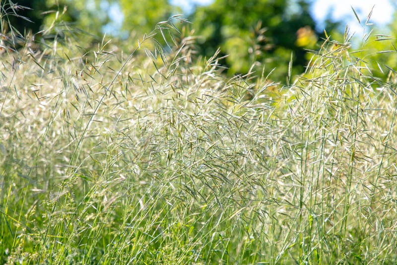 Green Ears of Corn on the Grass in Summer. Stock Photo - Image of grass ...