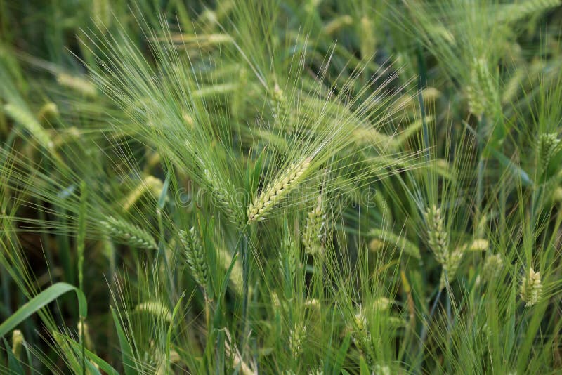 Green ears stock photo. Image of farm, harvest, green - 94435810