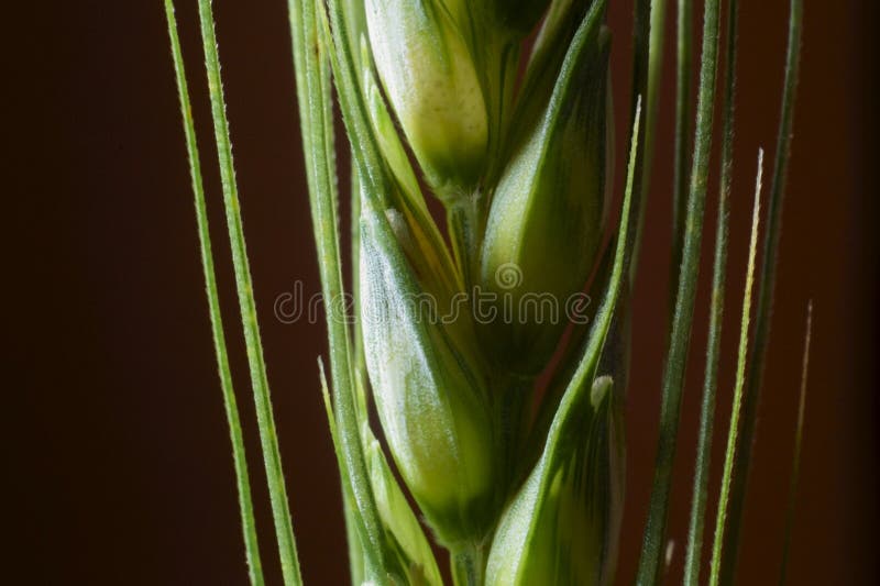 Green Ears on a Dark Background Stock Photo - Image of food, green ...