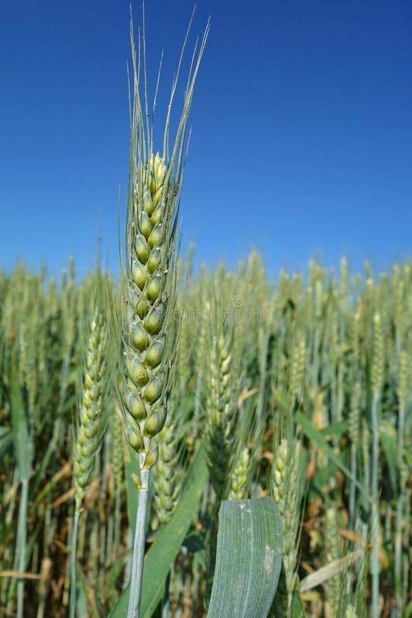 Green ears stock photo. Image of plant, season, ears - 73187506