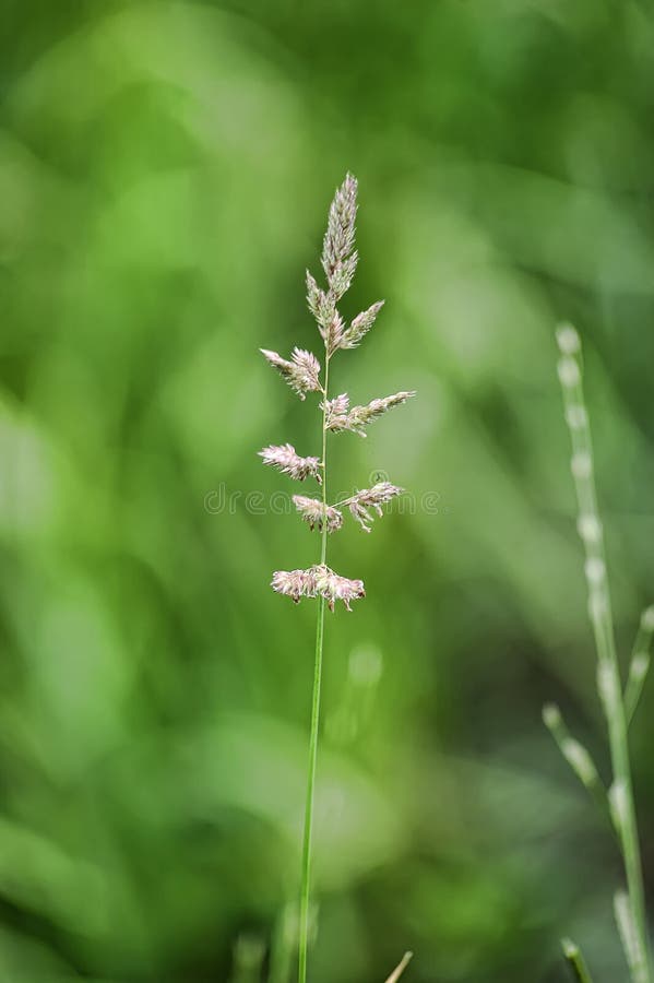 Green ears of grass stock image. Image of color, fresh - 185485483