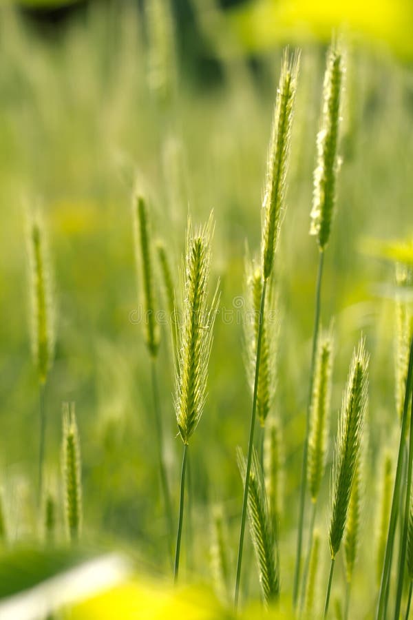 Green ears on the nature stock image. Image of sunny - 103464897