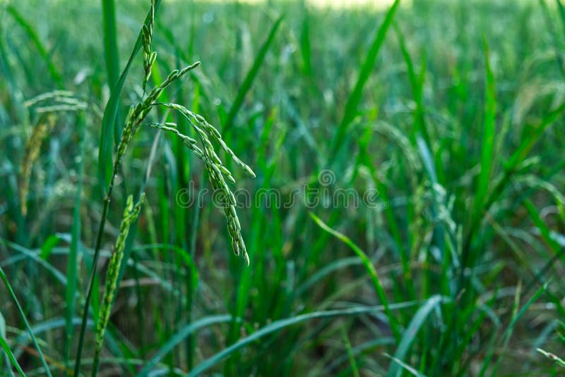 Green Ears of Rice in the Rice Field in the Local Area Stock Image ...
