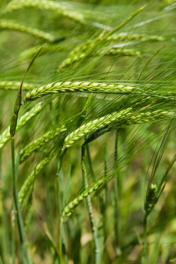 The Green Ears of Cereal Crops in the Field Stock Photo - Image of food ...