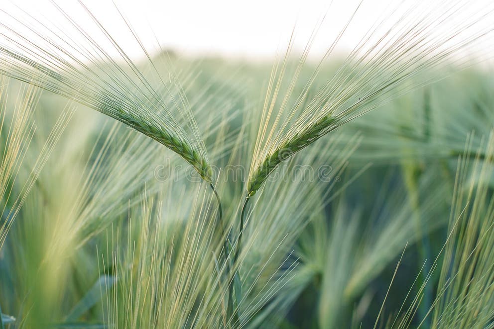 Green ears of rye stock image. Image of green, craft - 78560235