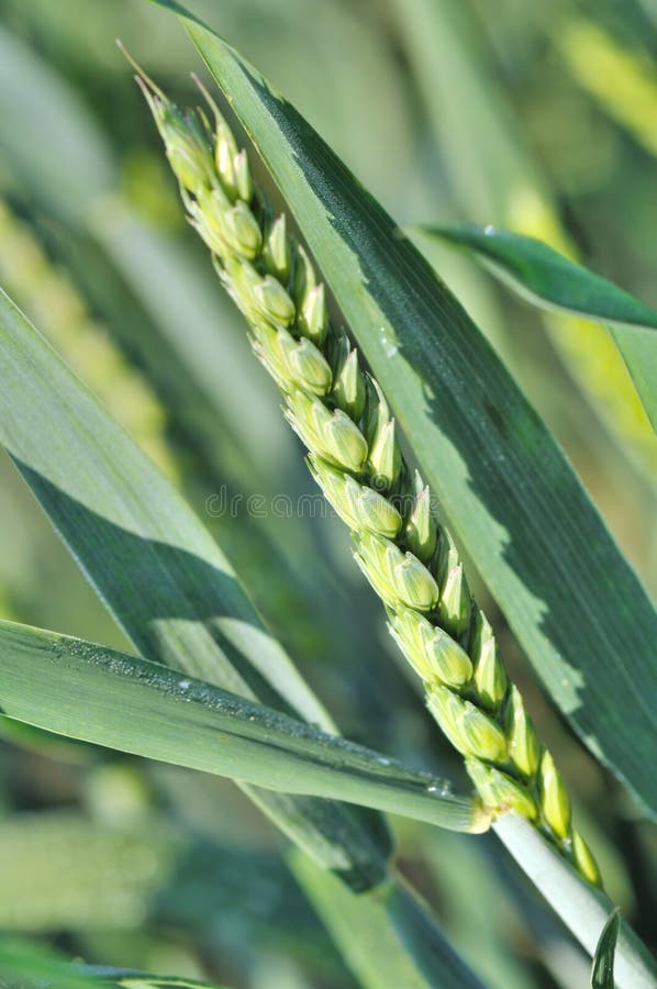 Green ears of wheat stock photo. Image of cereal, field - 40721422