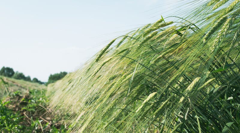 Green ears of wheat stock image. Image of bread, summer - 270142453