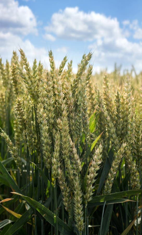 Green Ears of Wheat Ripening, Top View Stock Image - Image of wheat ...