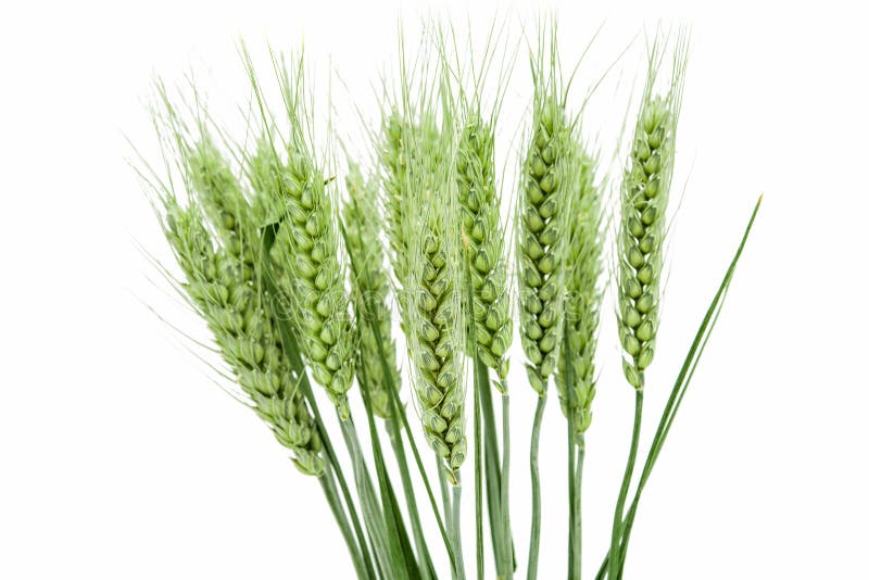 Green ears of wheat stock photo. Image of cultivate, field - 55751136