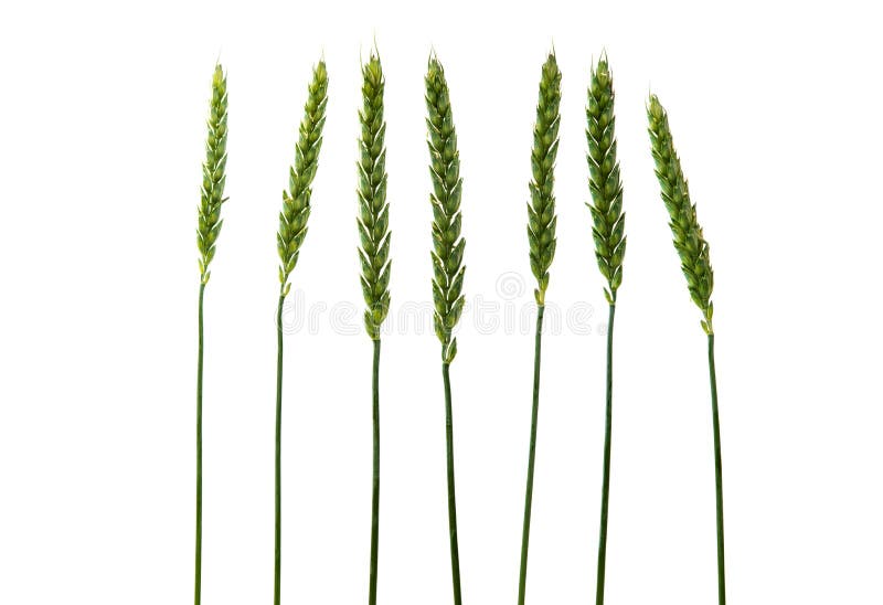 Green ears of wheat stock photo. Image of healthy, agricultural - 79296402