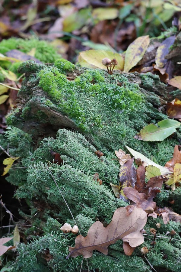 Green Earth-tongue with Lots of Moss Stock Image - Image of small ...