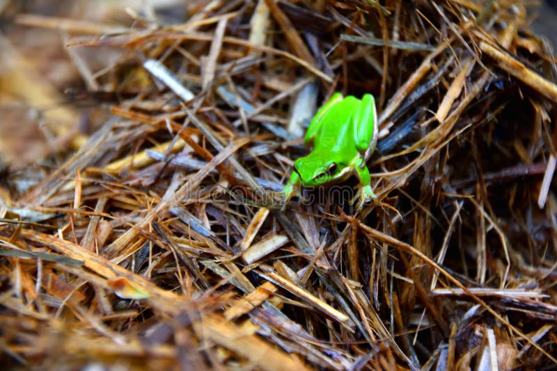 Eastern Dwarf Tree Frog stock image. Image of ground - 104222373