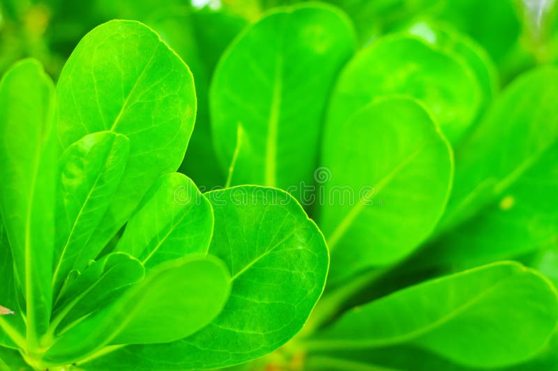Green eaves stock photo. Image of backgrounds, sunlight - 16148030