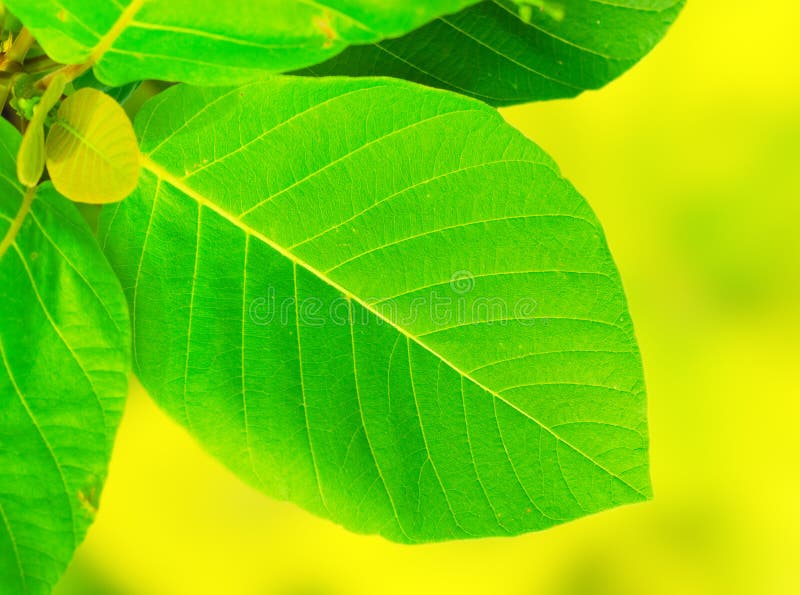 Green eaves stock image. Image of forest, tree, branch - 16168217