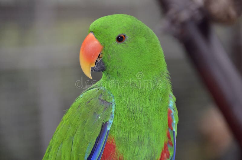 Green eclectus parrot stock photo. Image of beautiful - 56669016