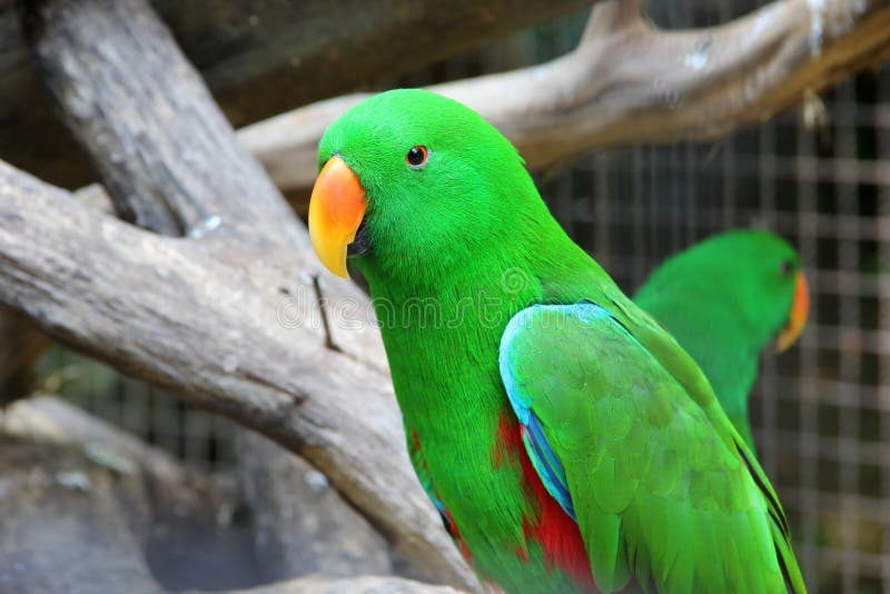 Green eclectus parrot stock photo. Image of beautiful - 56669016