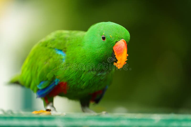 Green Eclectus Parrot Eating Food Stock Photo - Image of avian, green ...