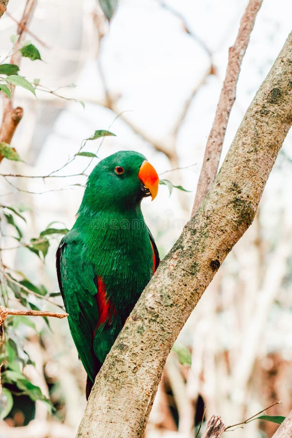 Green Eclectus Parrot Portrait Closeup on a Tree Stock Photo - Image of ...