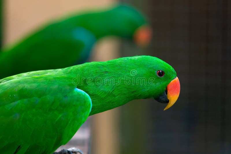 Green eclectus parrot stock image. Image of wing, eclectus - 368781463