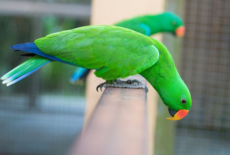 Green eclectus parrot stock image. Image of exotic, loris - 83974731