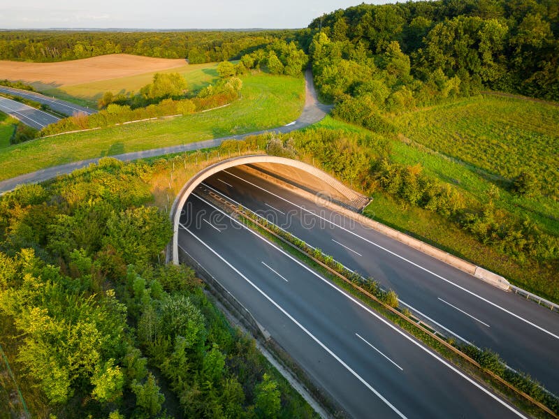 Green Ecoduct Over an Empty Highway during Sunset Stock Image - Image ...