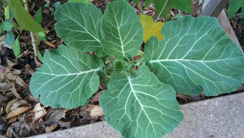 Green Edible Vegetable Leaves Stock Photo - Image of produce, food ...