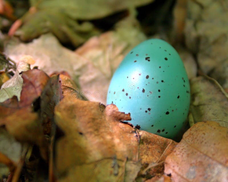 Green Egg Picture. Image: 958958