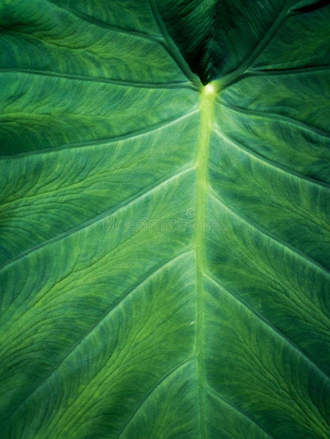 8+ Elephant ear plants Free Stock Photos - StockFreeImages