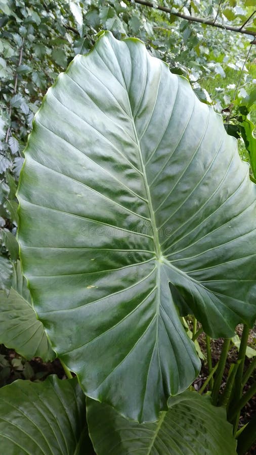 Elephant Ear Leaf Plant Growing in the Ground Stock Image - Image of ...