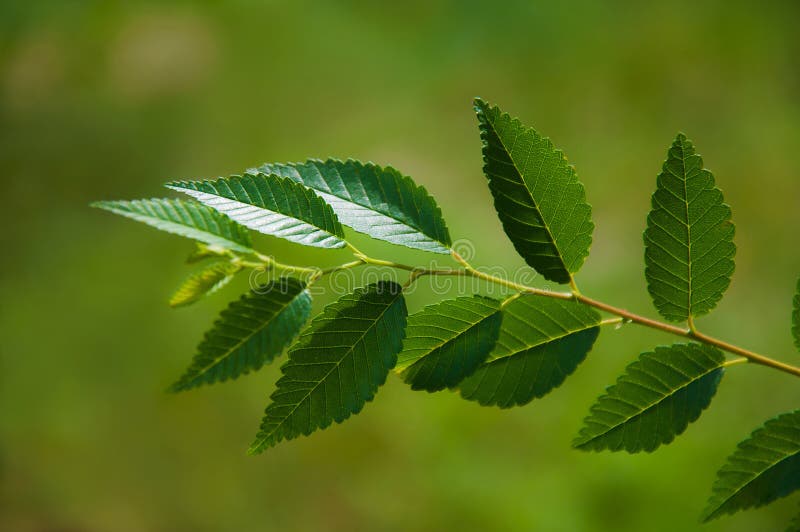 Branch of elm stock photo. Image of path, flora, twig - 43097264