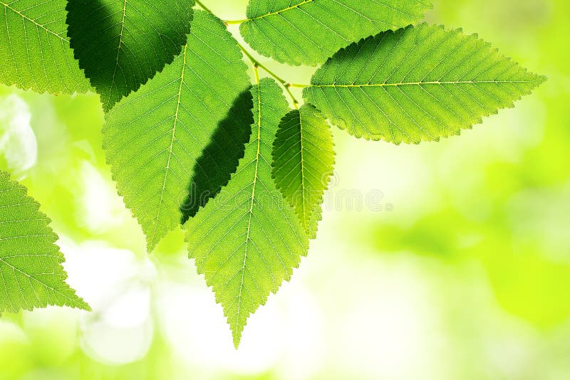Green elm leaves stock image. Image of forest, branch - 25216547
