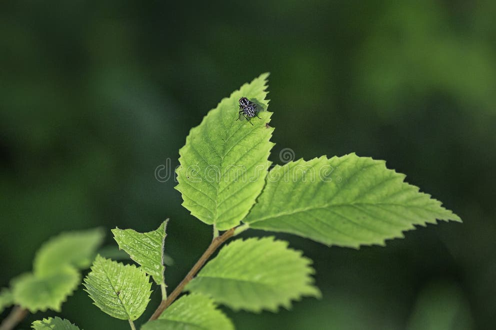 Green Elm Leaves with a Fly on One Leaf Stock Image - Image of wildlife ...