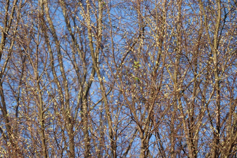 Green Elm Tree Leaf Buds on Brown Branches Against Blue Sky Stock Image ...