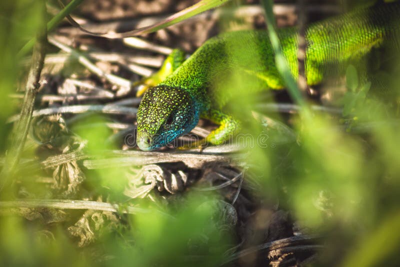 Green Emerald Glossy Geckos Lizard Stock Image - Image of crawl ...
