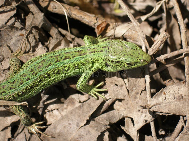 Green, Emerald Lizard on the Background of Dried Leaves. Springtime ...