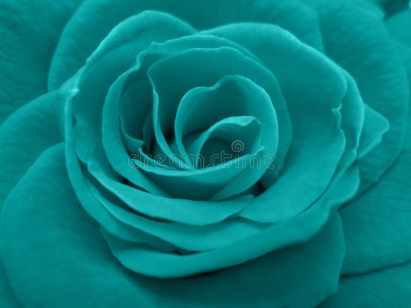 Green Emerald Rose for Backgrounds and Design. Stock Photo - Image of ...