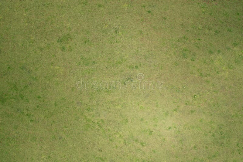Empty green forest lawn stock photo. Image of grass - 243219872