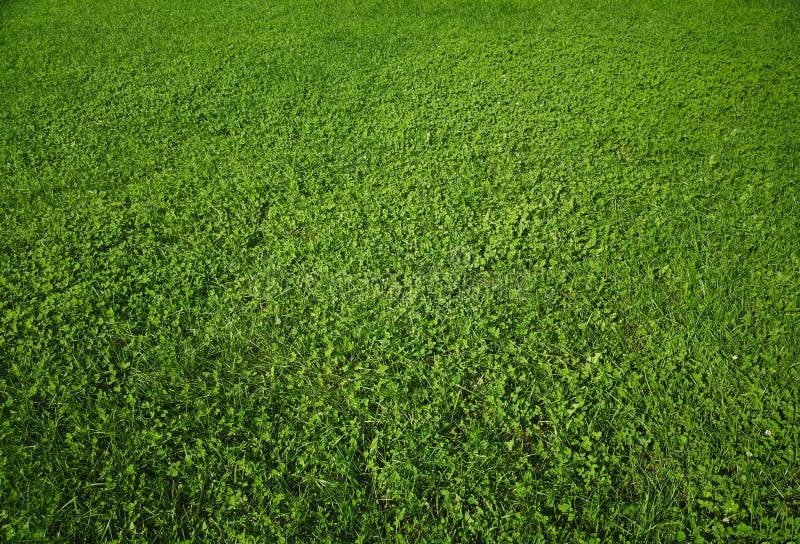 Two Empty Lawn Chairs Sitting Along the Beach by the Water. Stock Image ...