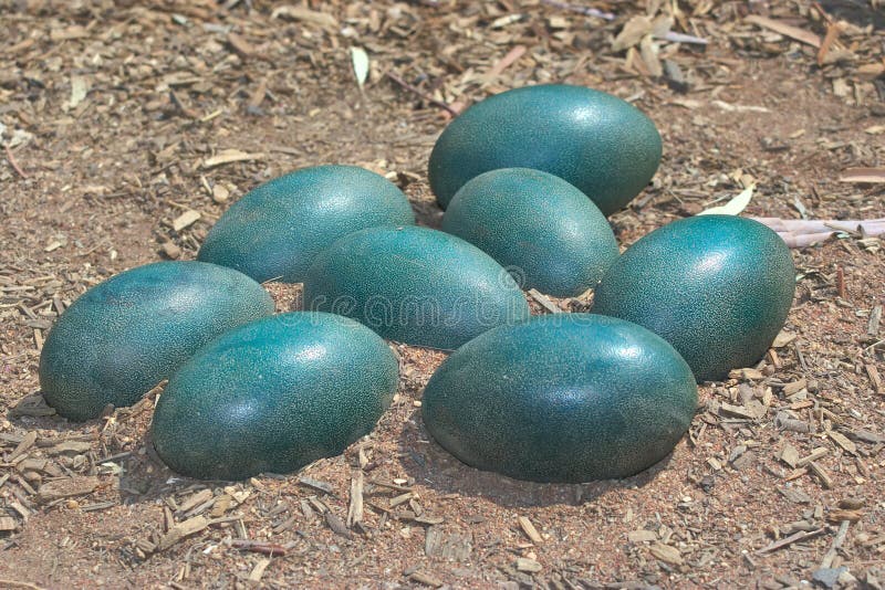 Green emu eggs stock photo. Image of dirt, green, avain - 2120268