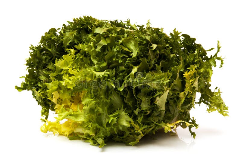 Green endive stock photo. Image of healthy, tasty, food - 3862626