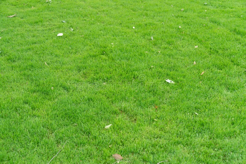 Endless Grass Fields Meet the Forest at a Distance Stock Image - Image ...